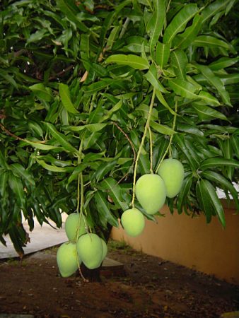 How the Mango Birds Were Born-Learning and Creativity