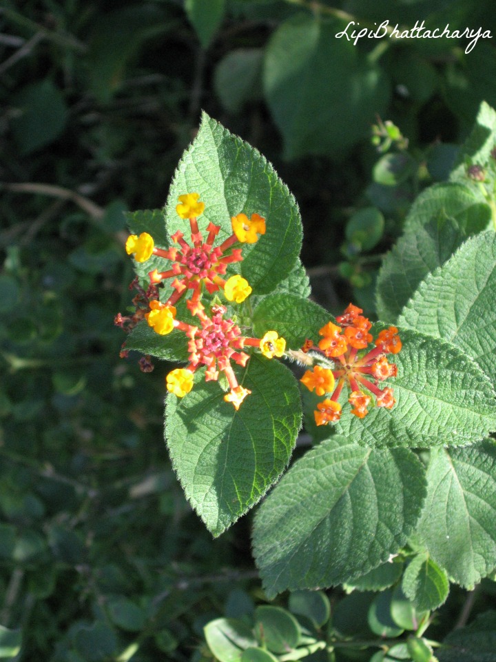 Shoghi, Shimla | Learning and Creativity - Silhouette