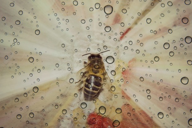 Bee | Learning and Creativity - Silhouette