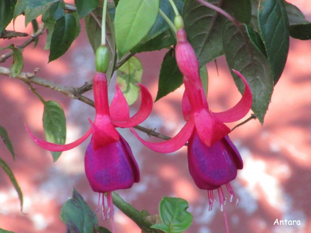 Fuchsia Painting and Its Inspiration | By Lipi Bhattacharya | Lnc