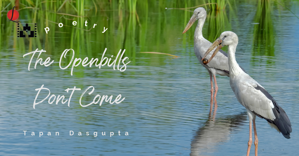 The Openbills Don't Come | By Tapan Dasgupta | Nature Poetry