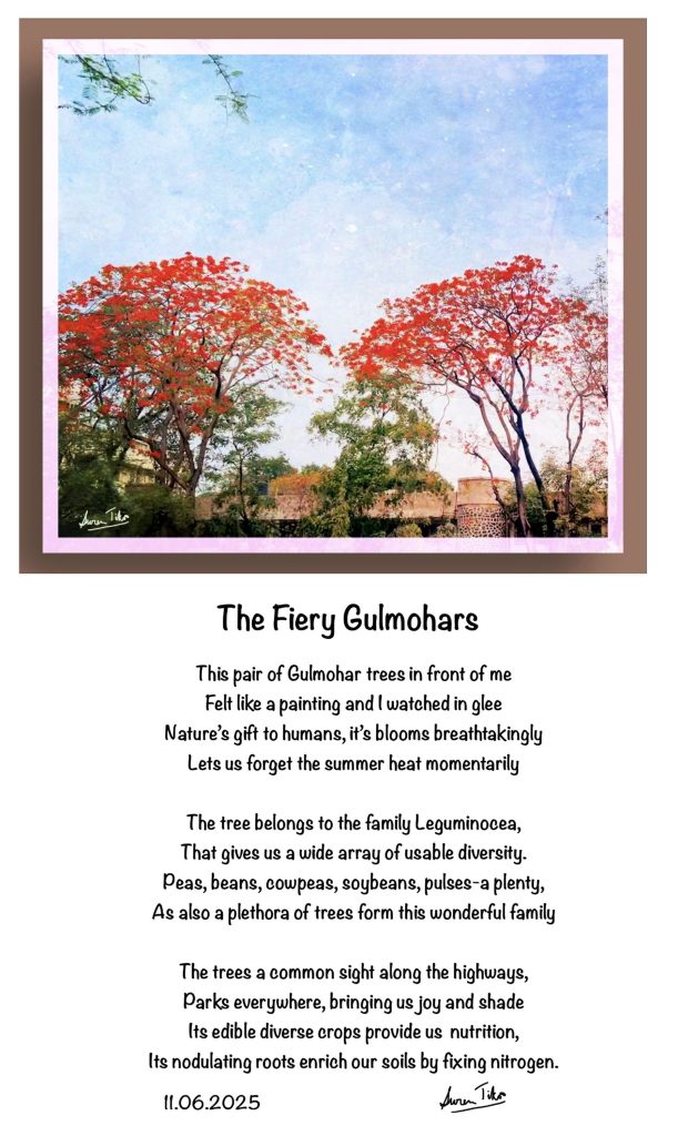 The Fiery Gulmohars – Photo Poem | Dr Surinder K Tikoo | LnC